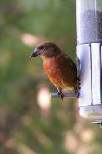 Red Crossbills
