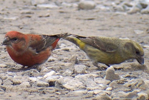 Red Crossbills