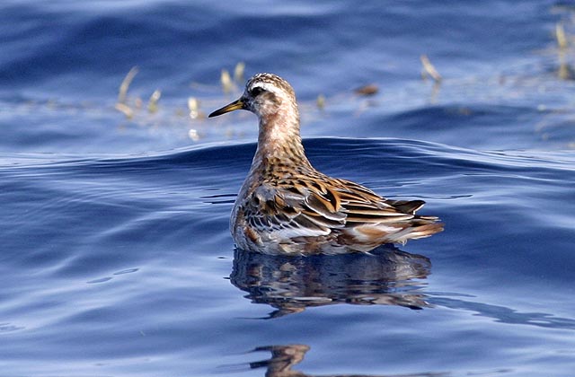 Red Phalarope