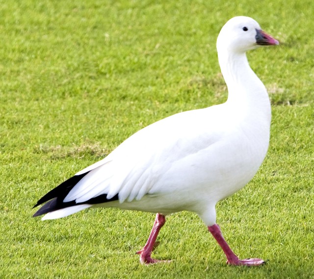 Ross's Goose