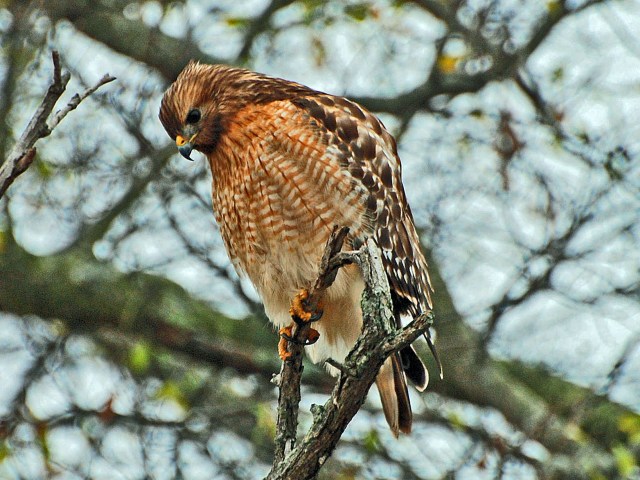 Red-shouldered Hawk