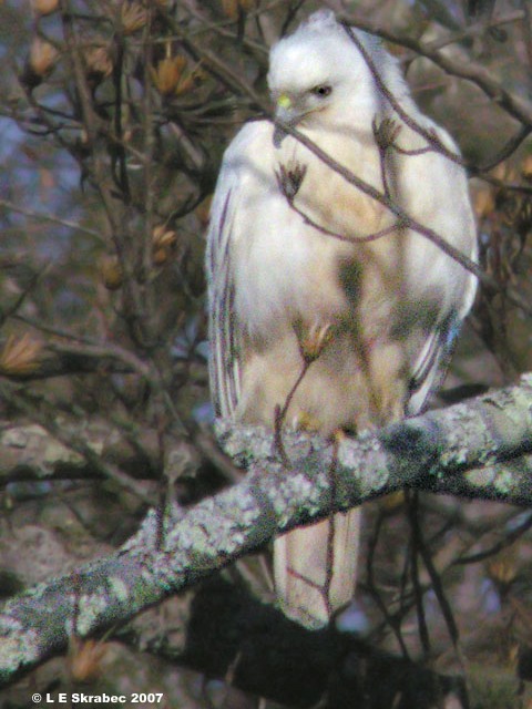 Red-tailed Hawk