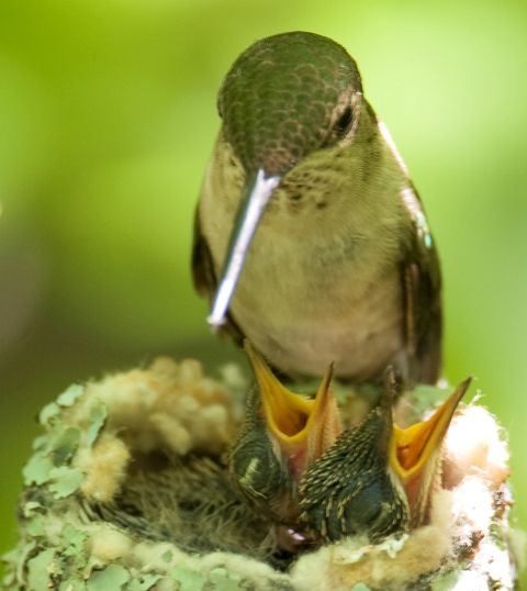 Ruby-throated Hummingbird