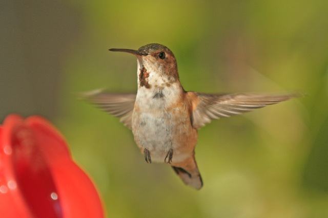 Rufous Hummingbird