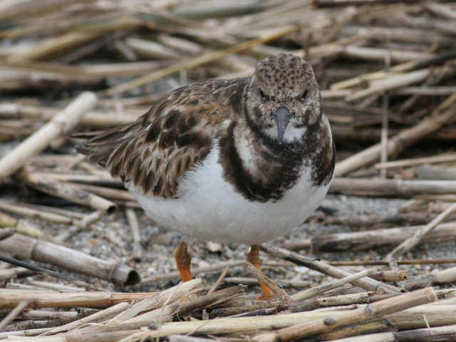Ruddy Turnstone