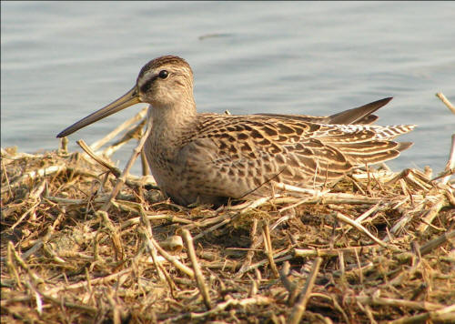 Short-billed Dowitcher