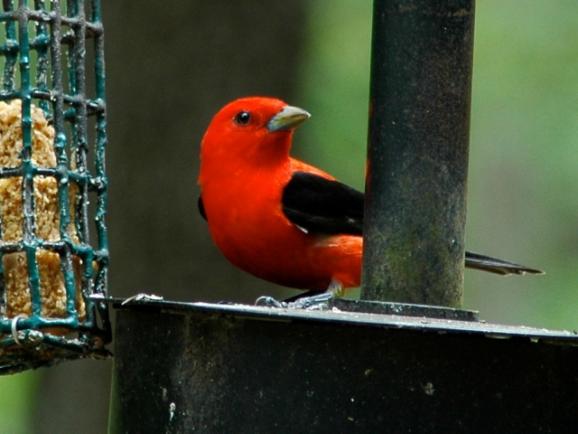 Scarlet Tanager