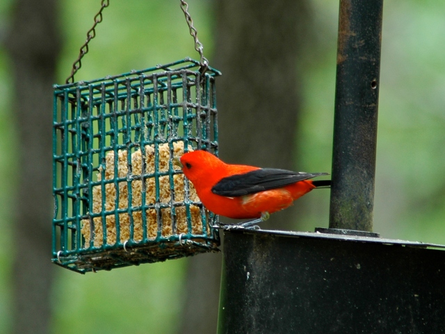 Scarlet Tanager