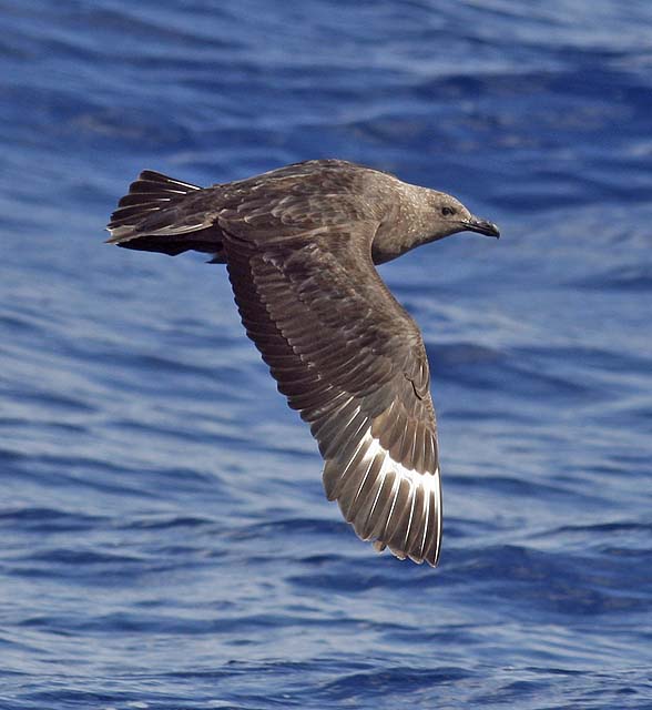 South Polar Skua