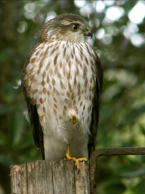 Sharp-shinned Hawk
