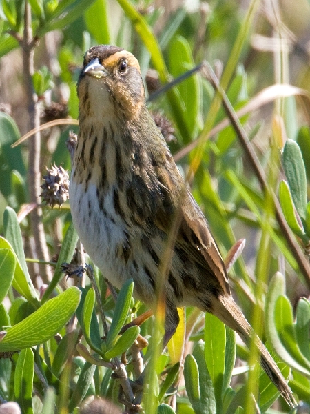 Saltmarsh Sparrow