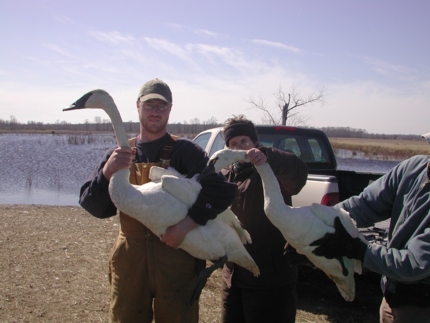 Trumpeter Swan