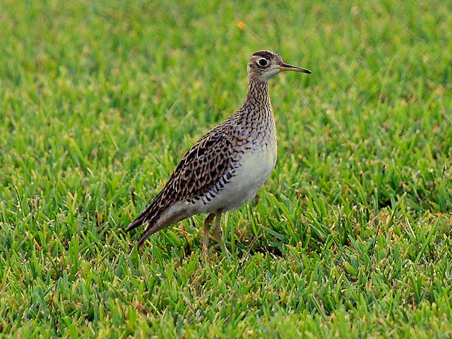 Upland Sandpiper