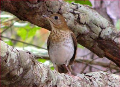 Veery and Magnolia Warbler