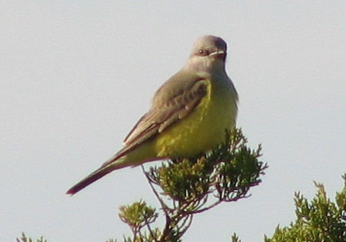 Western Kingbird