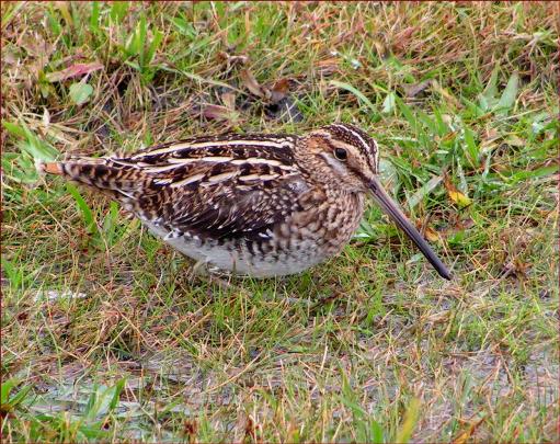 Wilson's Snipe and Short-billed Dowitchers