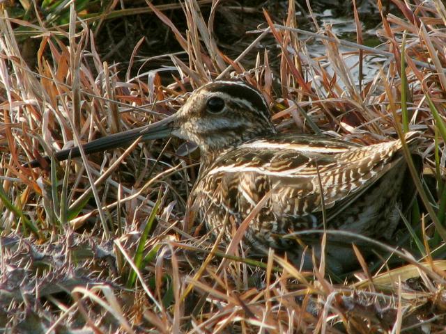 Wilson's Snipe