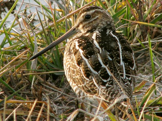 Wilson's Snipe