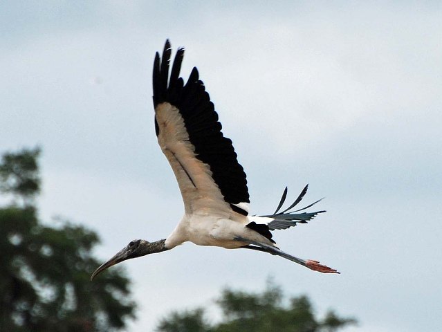 Wood Stork