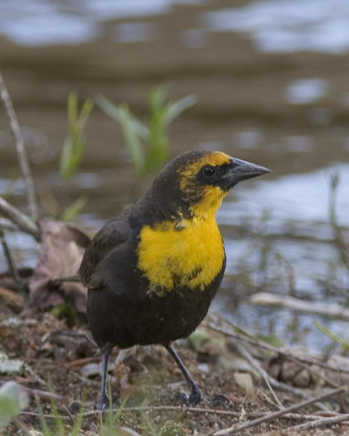 Yellow-headed Blackbird