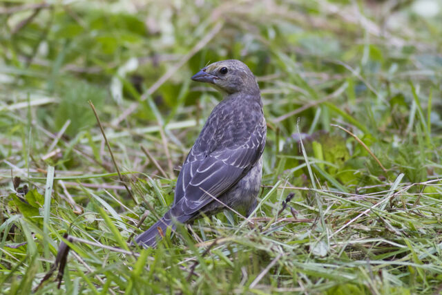 Brown-headed Cowbird