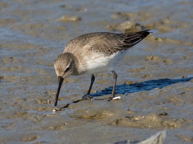 Dunlin