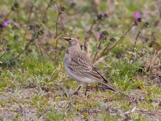 Horned Larks