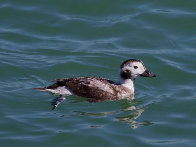 Long-tailed Ducks