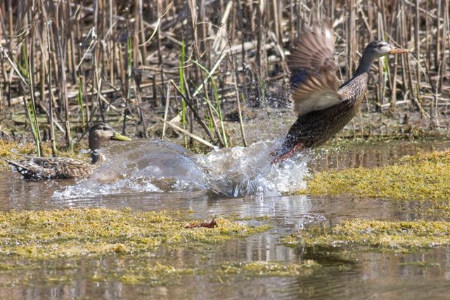 Mottled Ducks