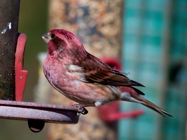 Purple Finch