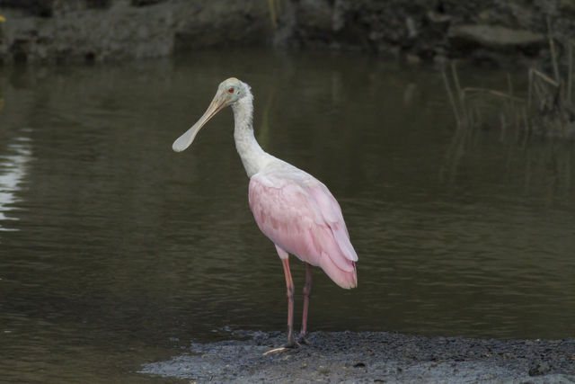 Roseate Spoonbill