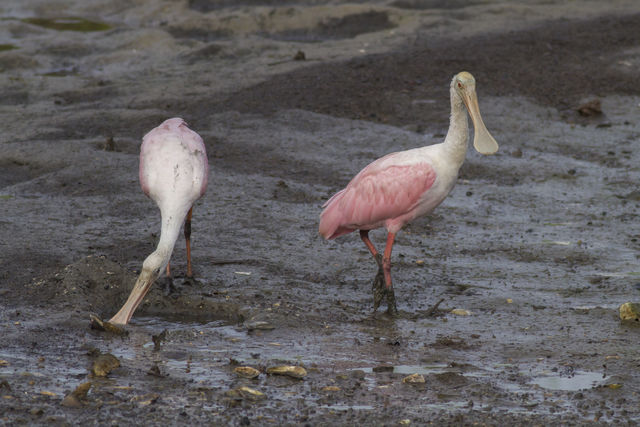 Roseate Spoonbill