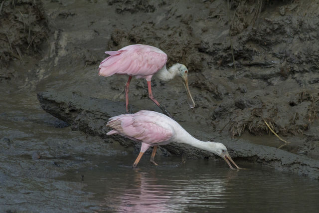 Roseate Spoonbill
