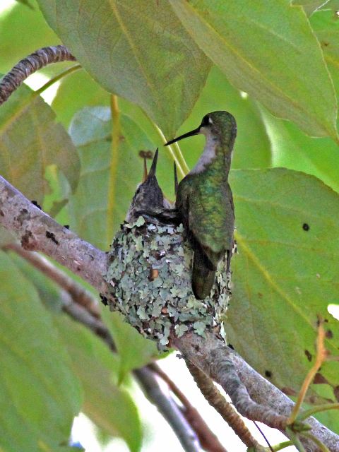 Ruby-throated Hummingbirds