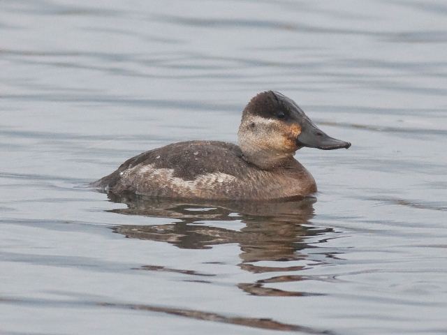 Ruddy Duck