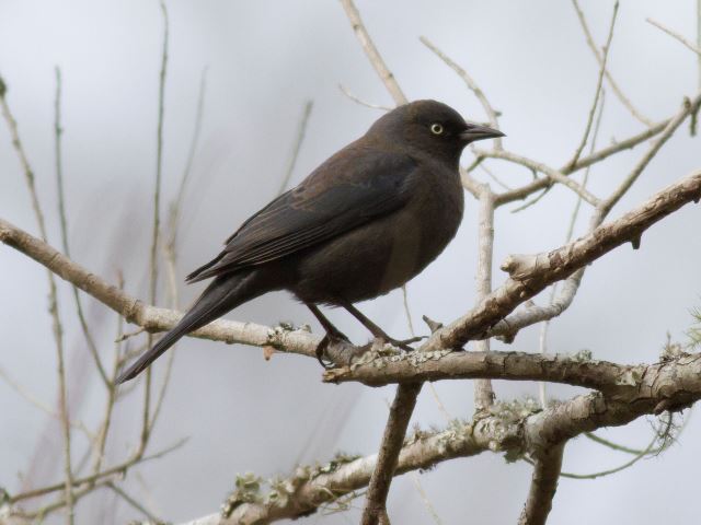 Rusty Blackbird