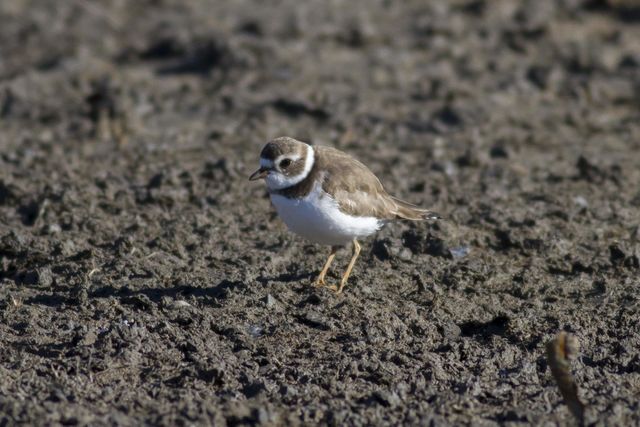 Semipalmated Plover