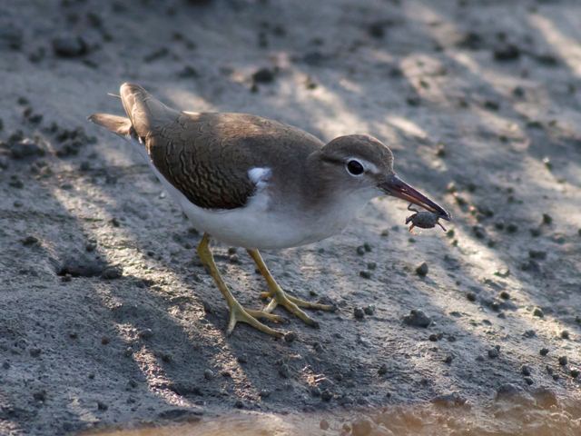 Spotted Sandpiper