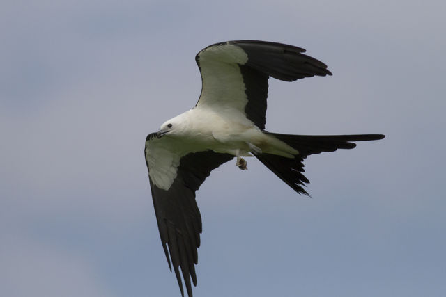 Swallow-tailed Kite