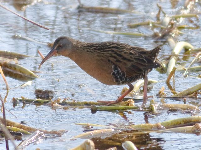 Virginia Rail