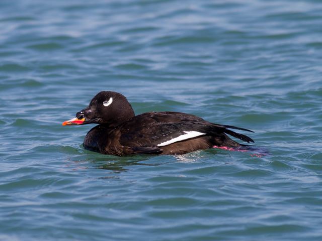 White-winged Scoter