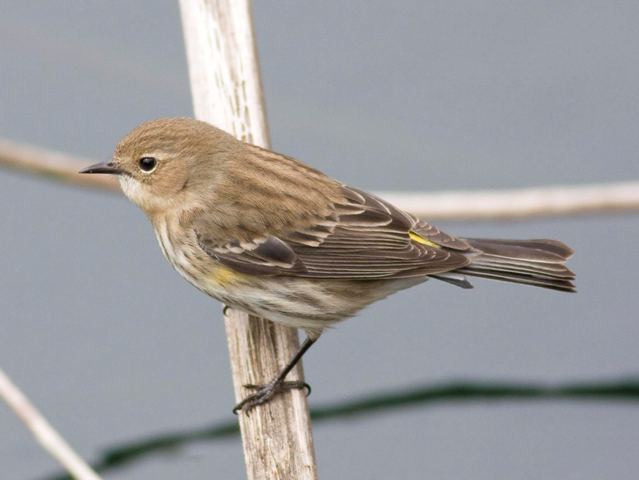 Yellow-rumped Warbler