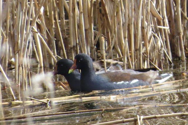Common Gallinule