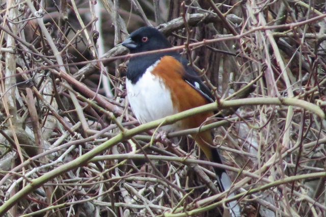 Eastern Towhee
