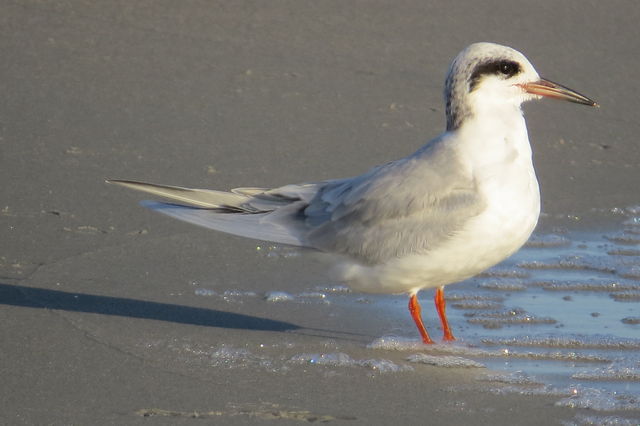 Forster's Tern