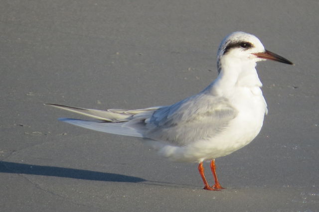 Forster's Tern