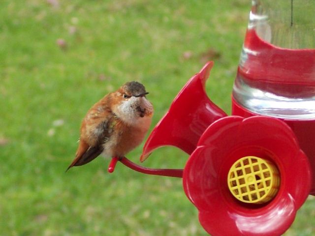 Rufous Hummingbird