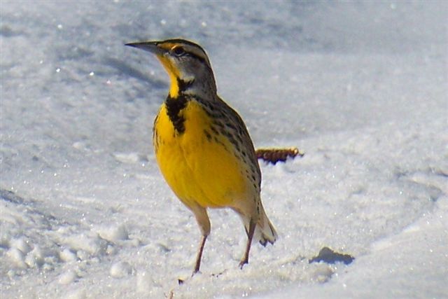 Eastern Meadowlark