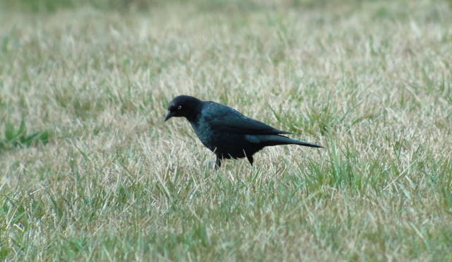 Brewer's Blackbird