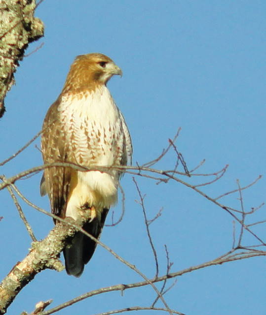 Red-tailed Hawk